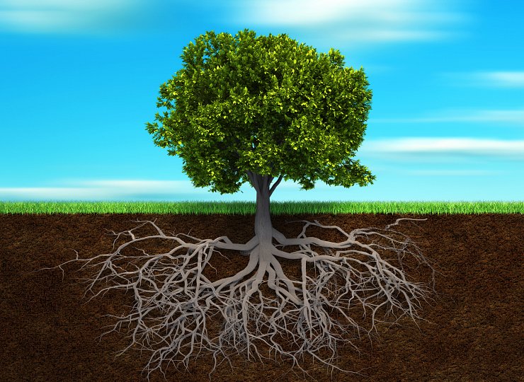 Encouraging the next generation: an introduction to plants for Key ...